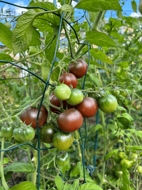 Karma Purple - Multiflora – Katrines Have